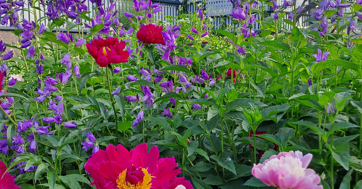 Kasvit kertovat Verlan historiaa / UPM Verlan tehdasmuseo